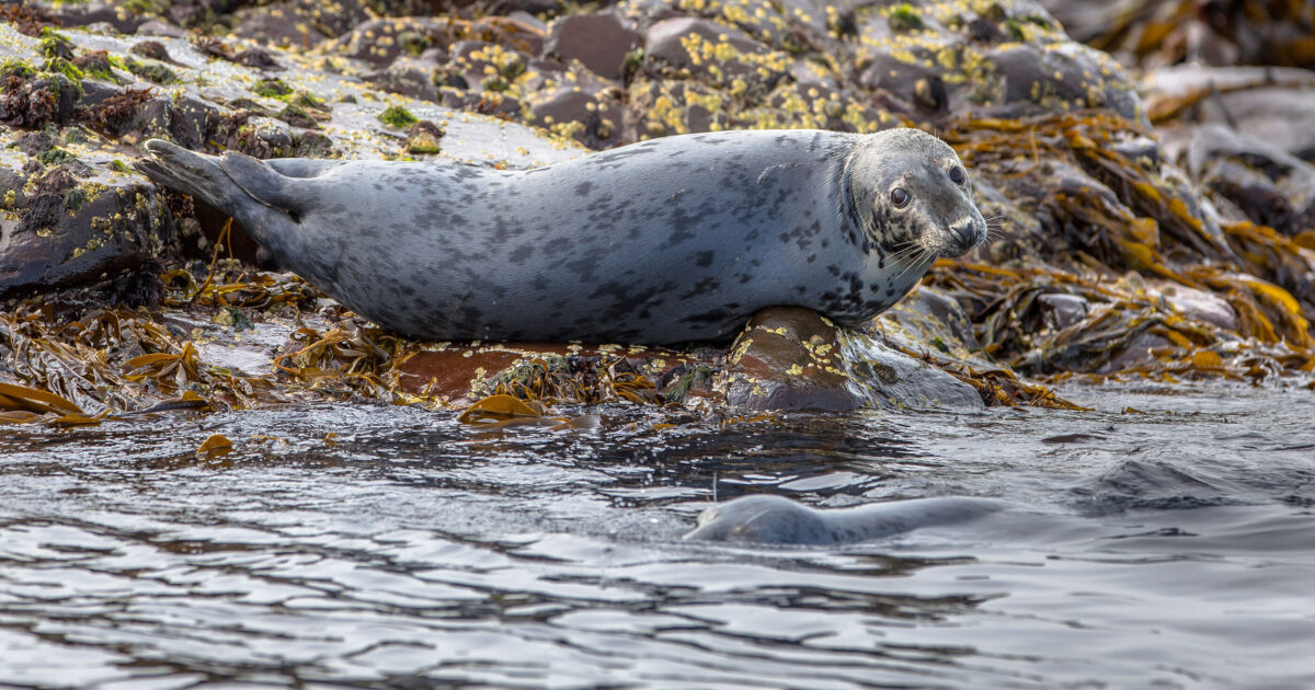 Sea Life